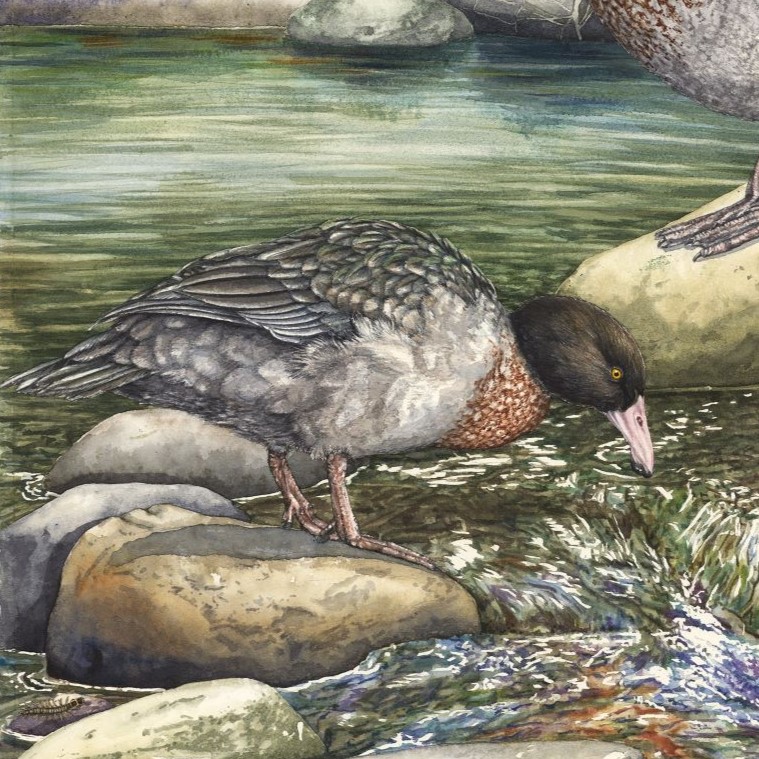He Wai Apakura – Te Ara Pounamu/ The River’s Lament – A Pathway of ...